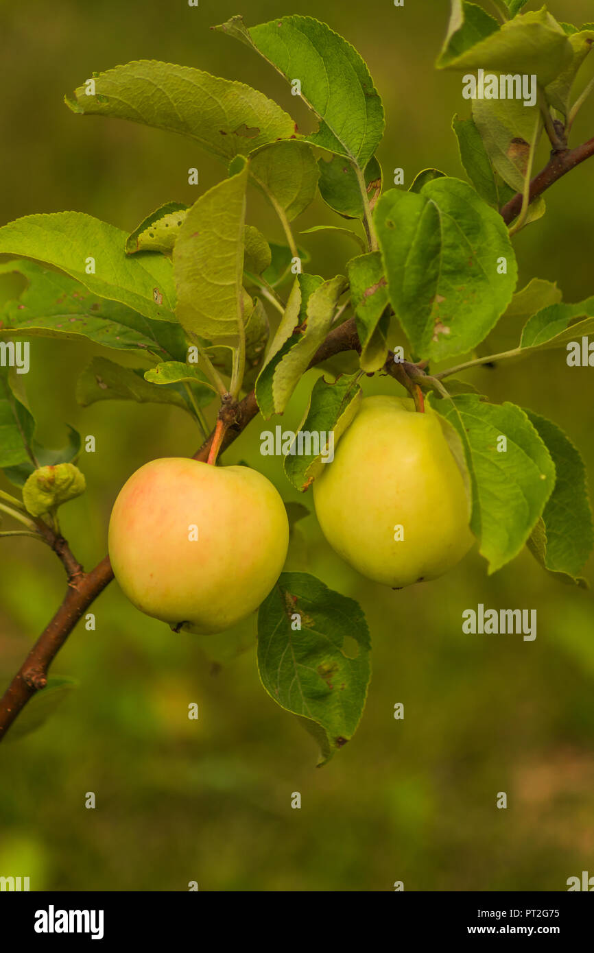 Growing apples on apple tree in a garden, vertical Stock Photo - Alamy