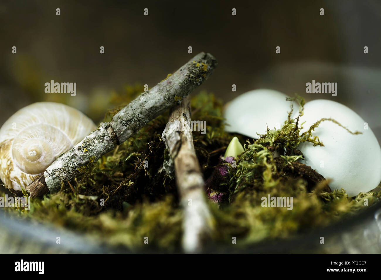 Hyacinths - bulb, twigs and snail shell on moss bed Stock Photo - Alamy