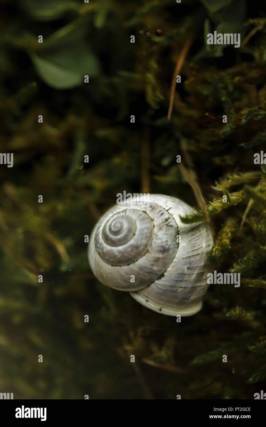 Green snail shell hi-res stock photography and images - Alamy