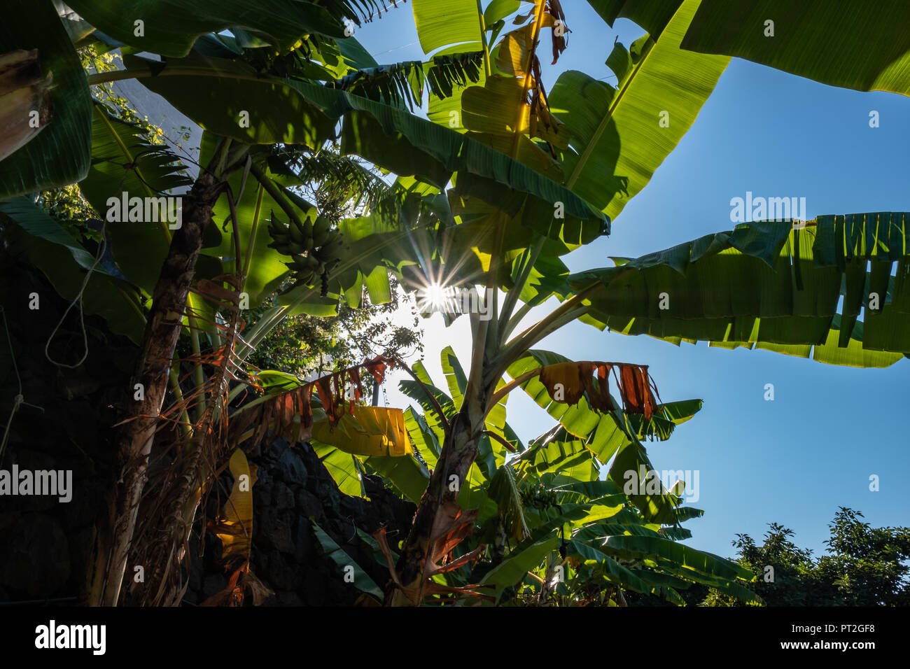 Banana Plantation - 2018 - Madeira Island Stock Photo - Alamy