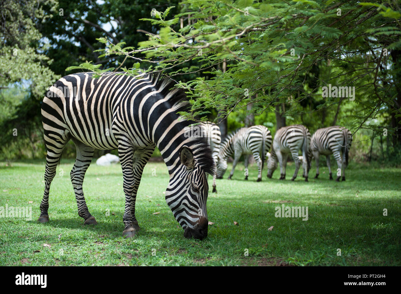 Zebras in captivity at the Avani Victoria Falls Hotel, previously ...