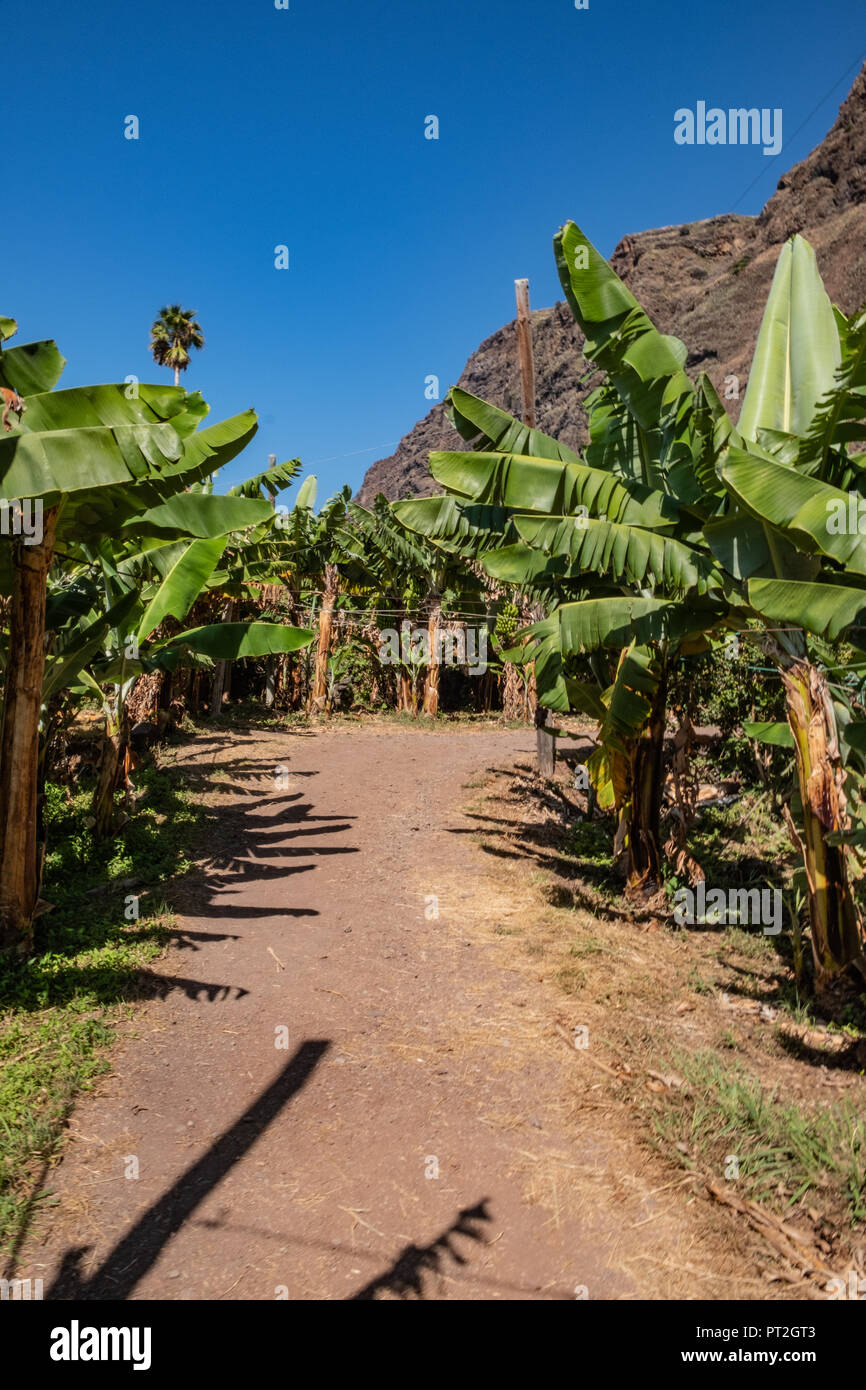 Banana Plantation - 2018 - Madeira Island Stock Photo - Alamy