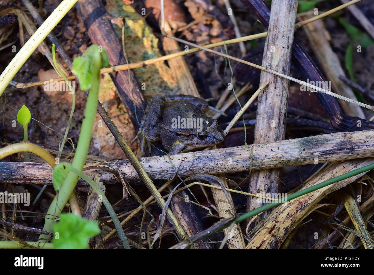 Frog sitting on sticks hi-res stock photography and images - Alamy