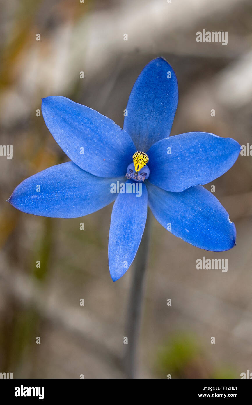 Thelymitra crinita, Blue Lady Orchid Stock Photo - Alamy