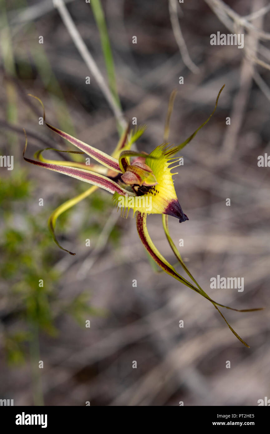 Falcata hi-res stock photography and images - Alamy
