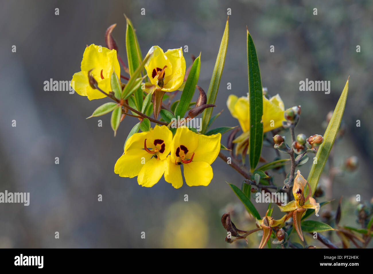 Labichea lanceolata hi-res stock photography and images - Alamy