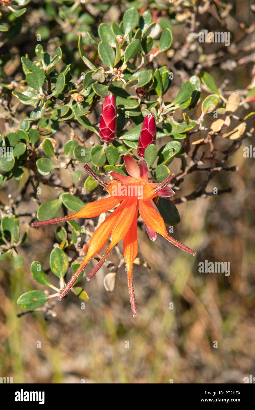 Lambertia inermis, Chittick Stock Photo - Alamy