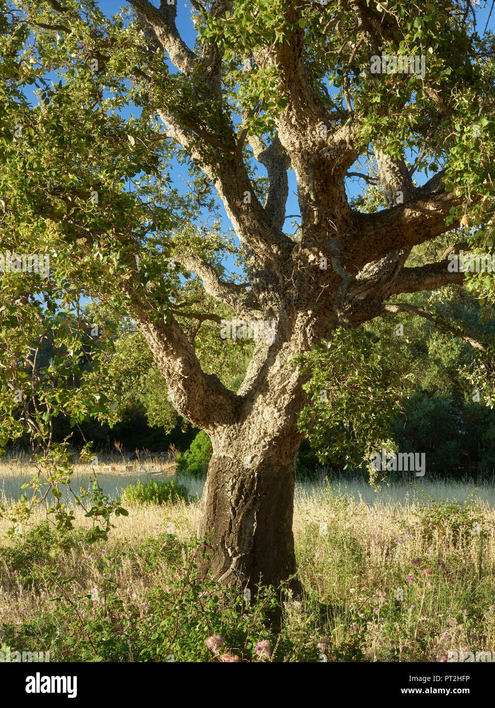 Oak Forest France Stock Photos & Oak Forest France Stock Images - Alamy