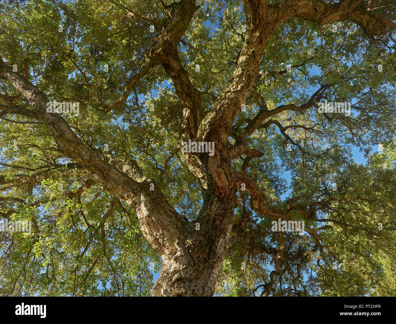 Oak Forest France Stock Photos & Oak Forest France Stock Images - Alamy