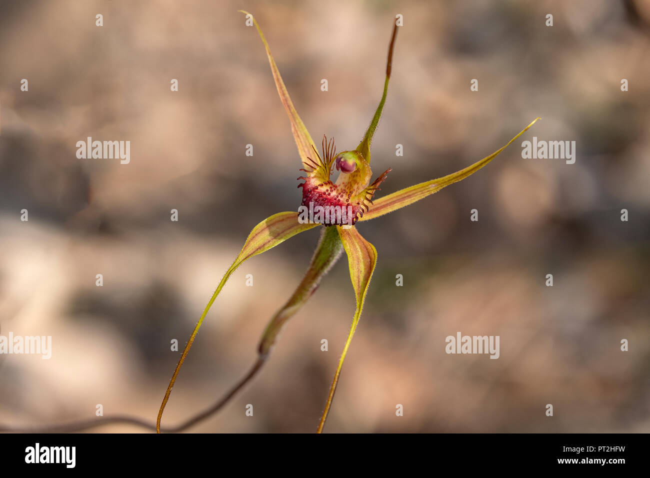 King spider hi-res stock photography and images - Alamy