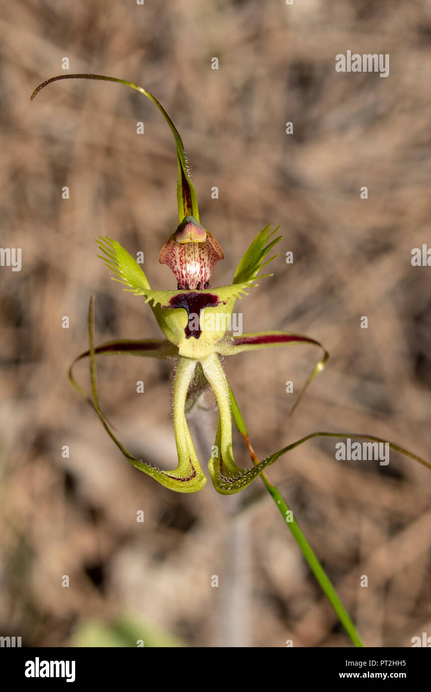 Australian spider orchid flower hi-res stock photography and images - Alamy