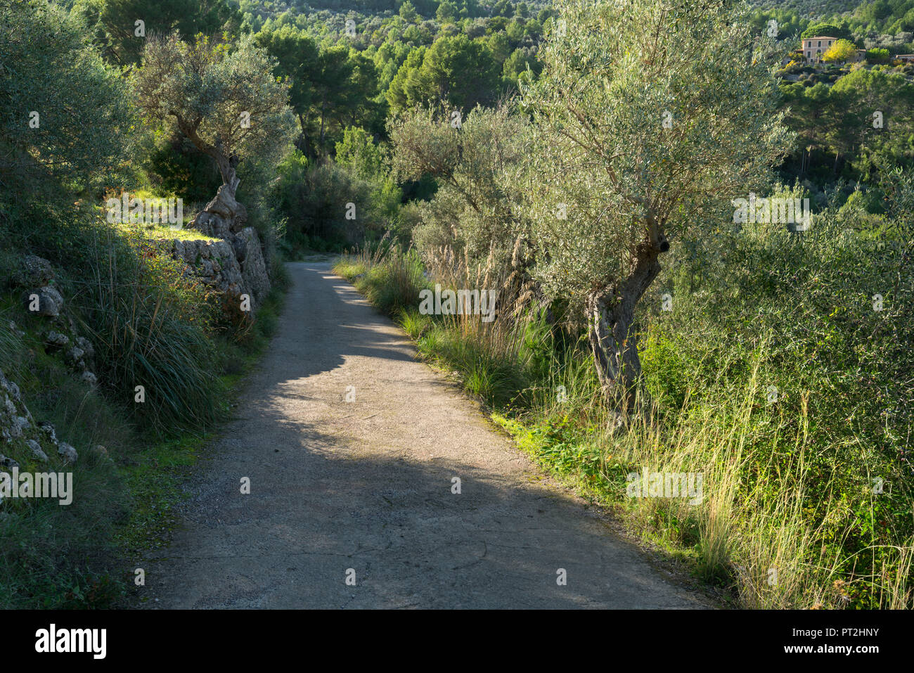 Olive grove near soller hi-res stock photography and images - Alamy