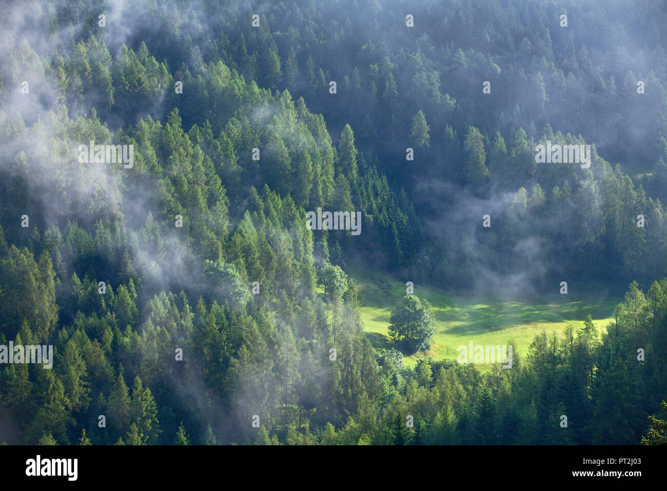 Forest mood with fog Stock Photo - Alamy