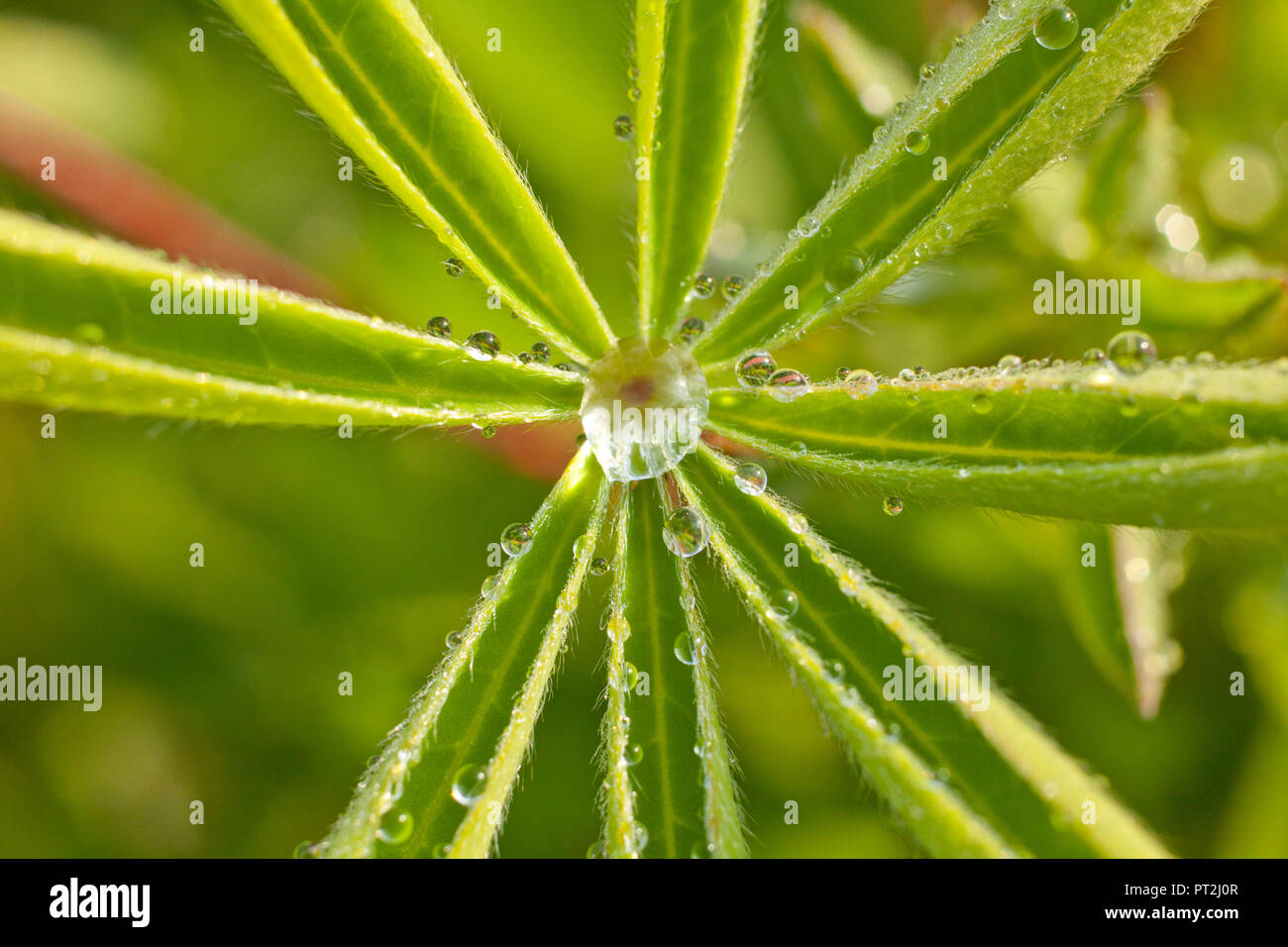 Garden plant hi-res stock photography and images - Alamy