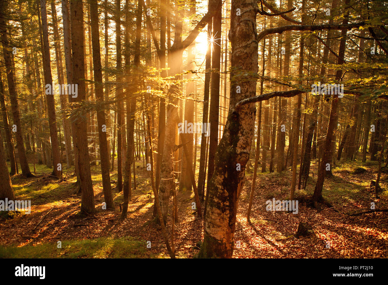 Mixed forest mood hi-res stock photography and images - Alamy