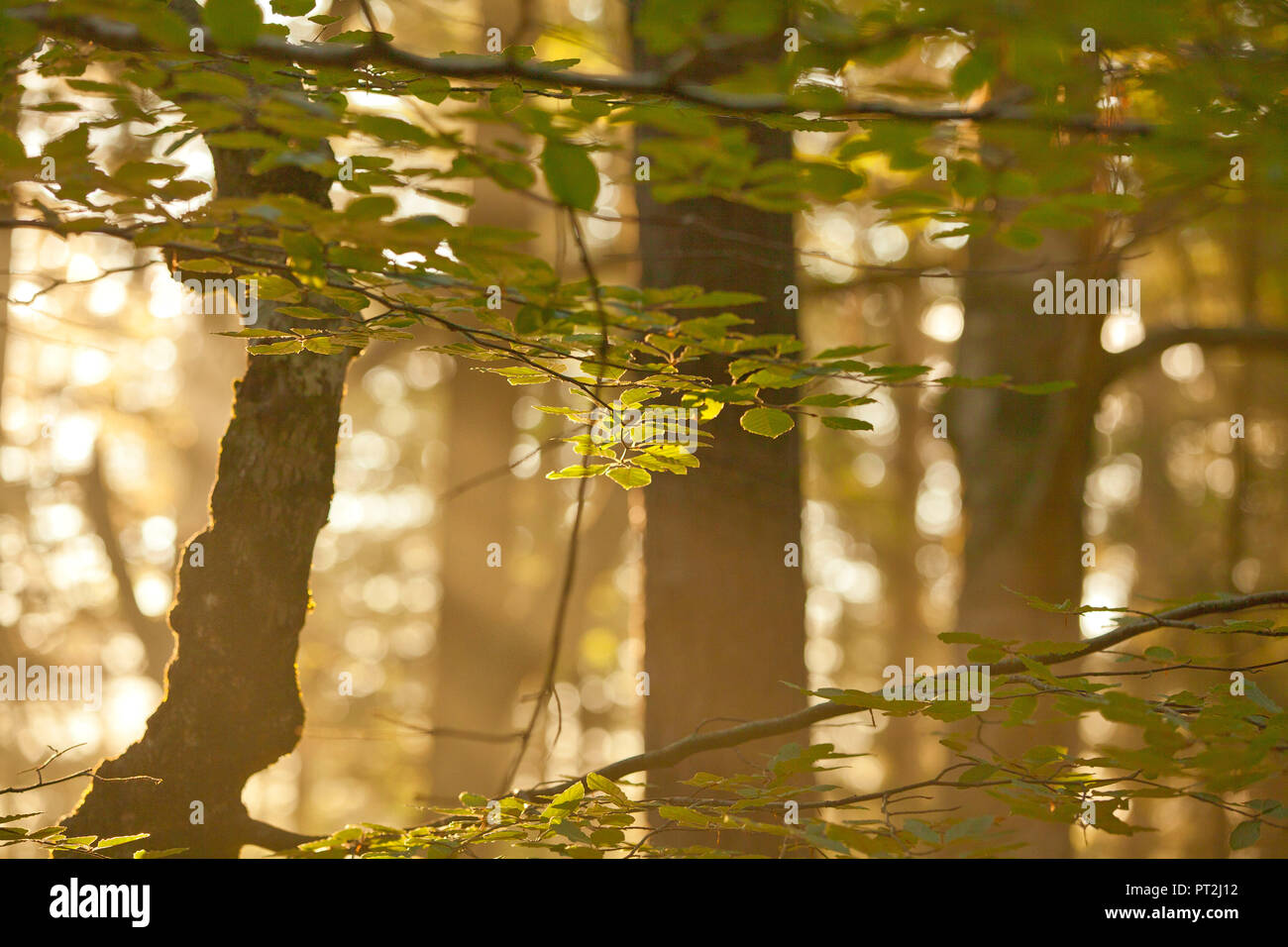 Mixed forest mood hi-res stock photography and images - Alamy