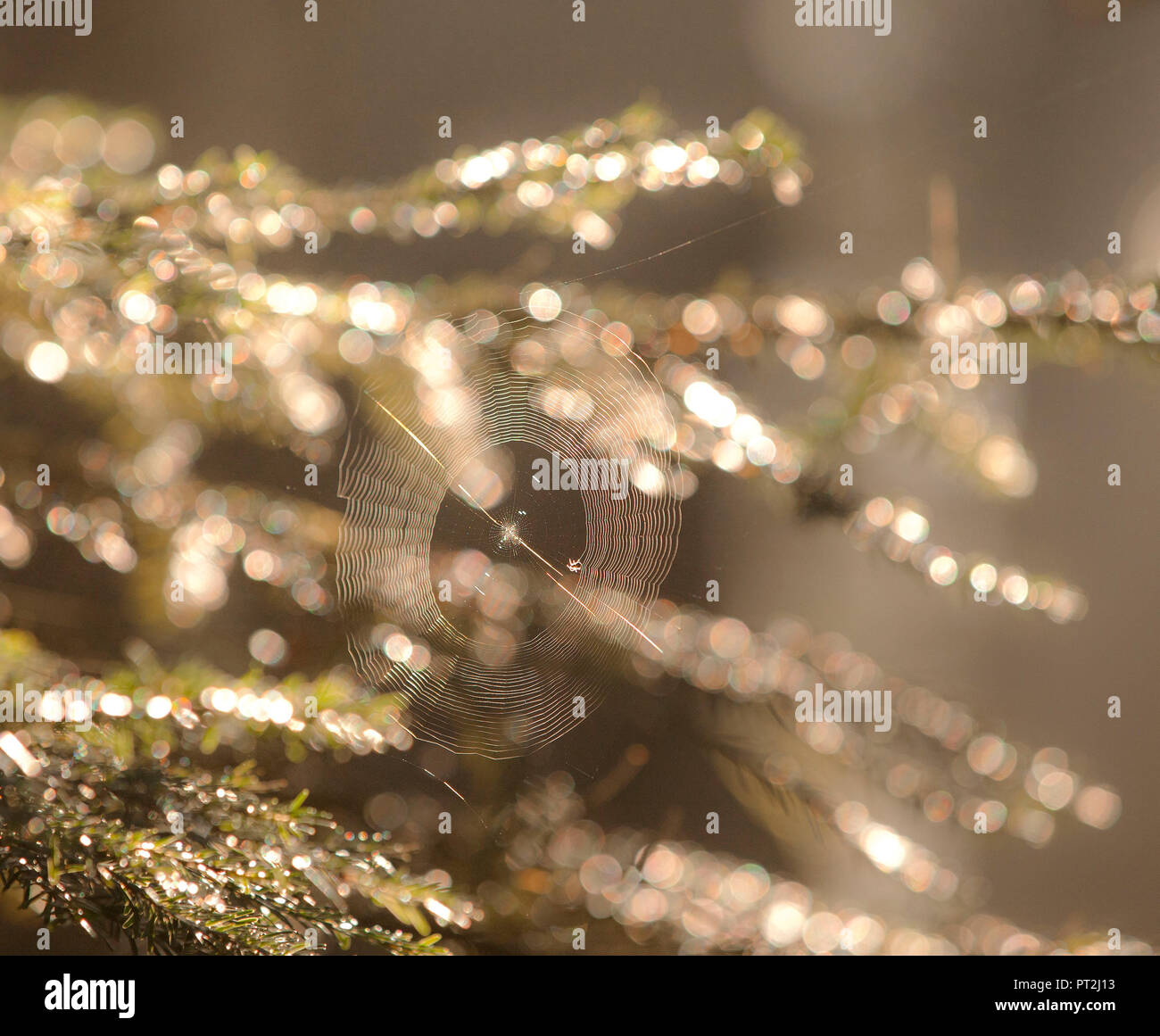 Delicate cobweb hi-res stock photography and images - Alamy