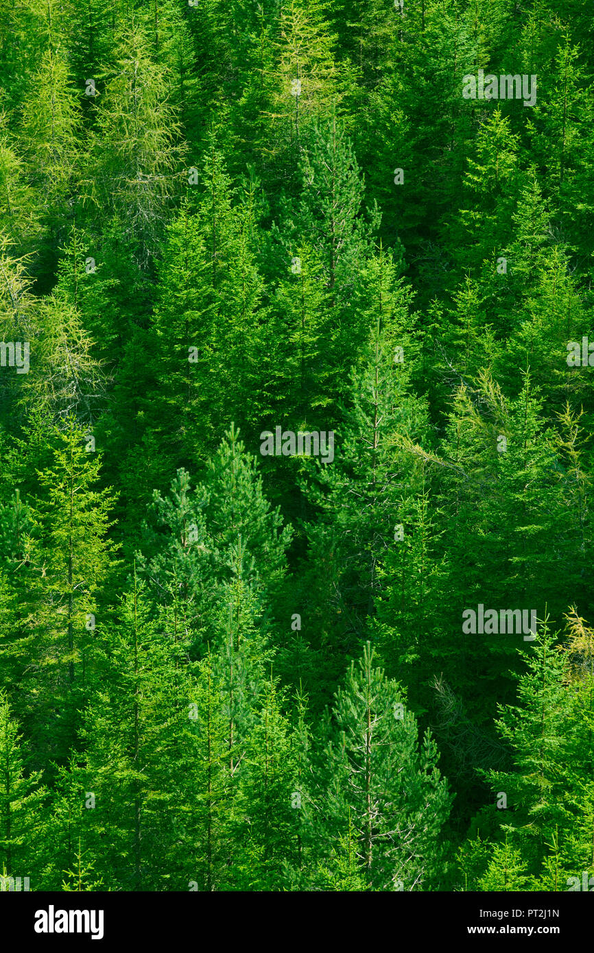 Coniferous forest with spruce, larch and pine trees Stock Photo - Alamy