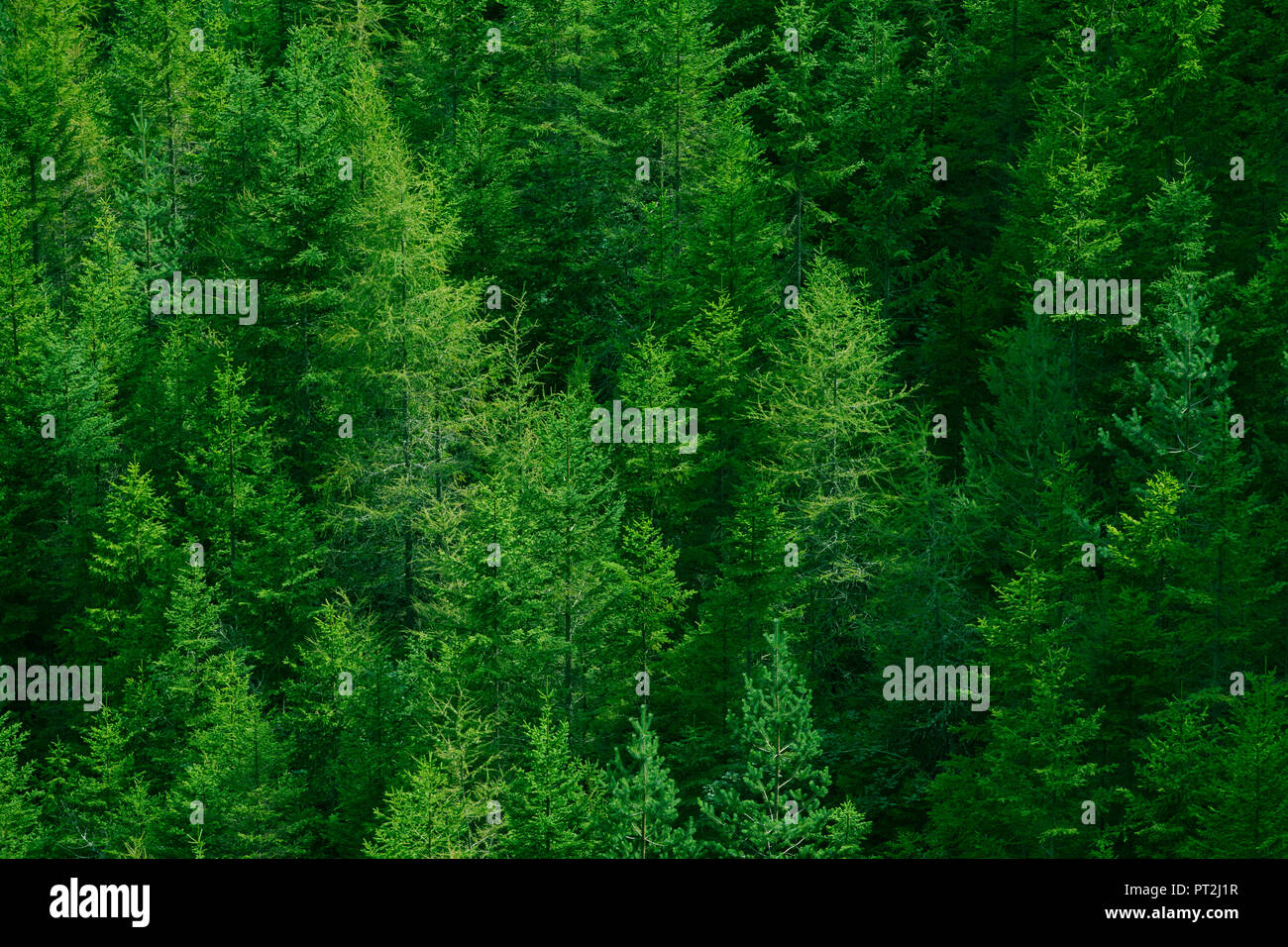 Coniferous forest hi-res stock photography and images - Alamy