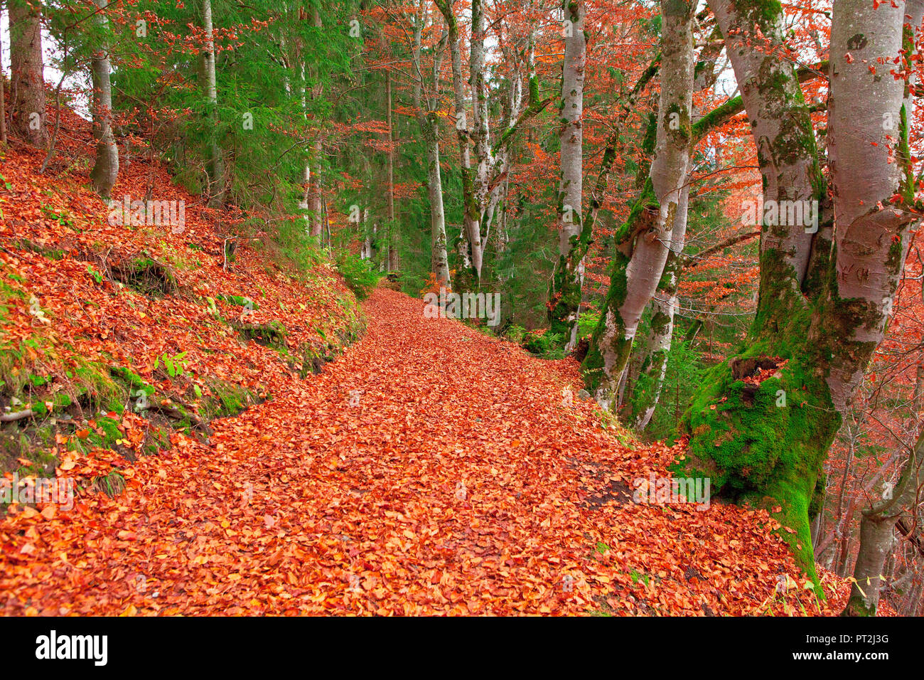 Deciduous forest in autumn, hiking trail with leaves Stock Photo - Alamy