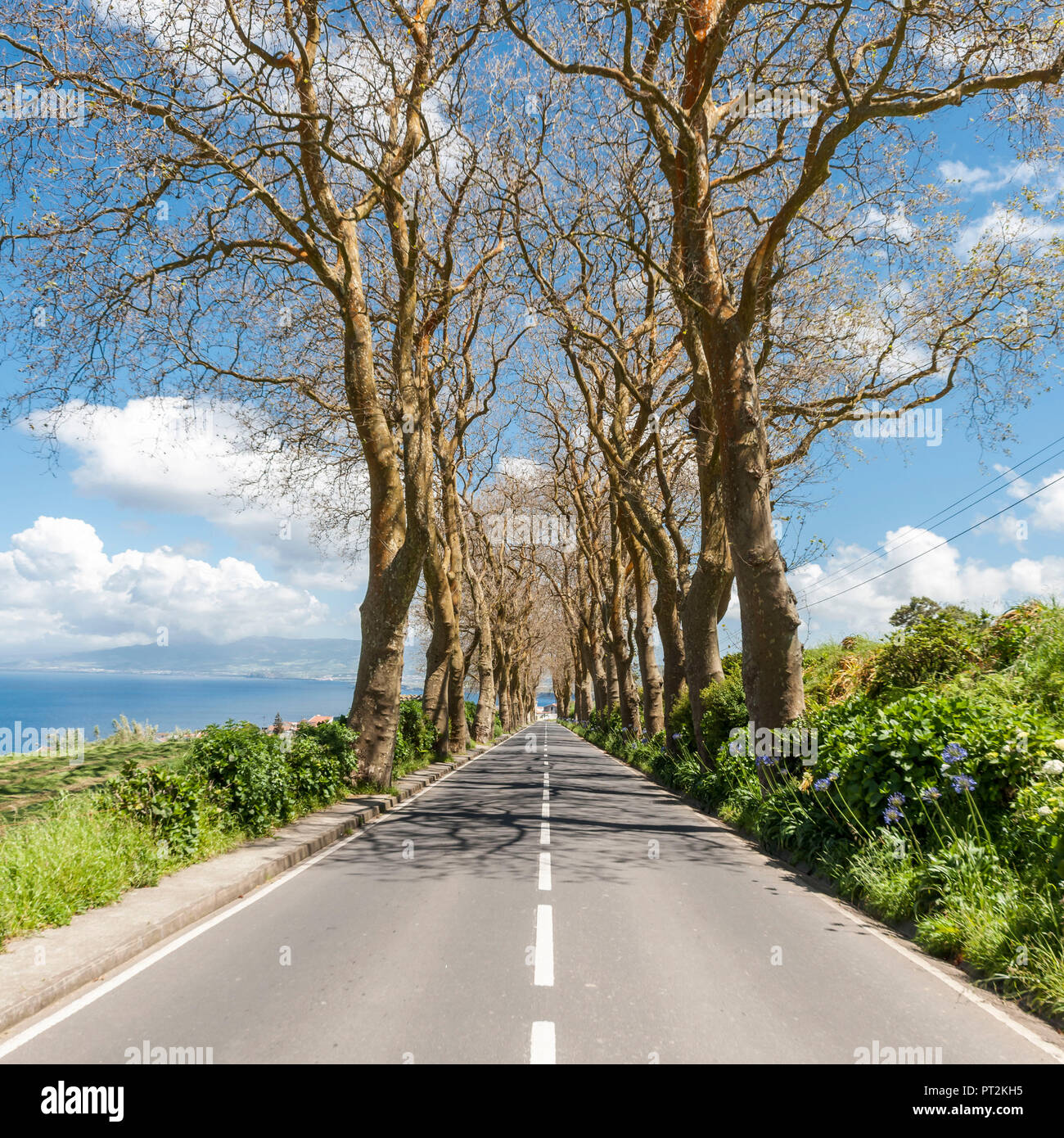 Road through tree hi-res stock photography and images - Alamy