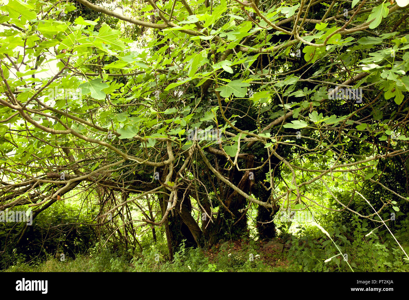 Tree, fig tree, Tuscany, Italy Stock Photo - Alamy