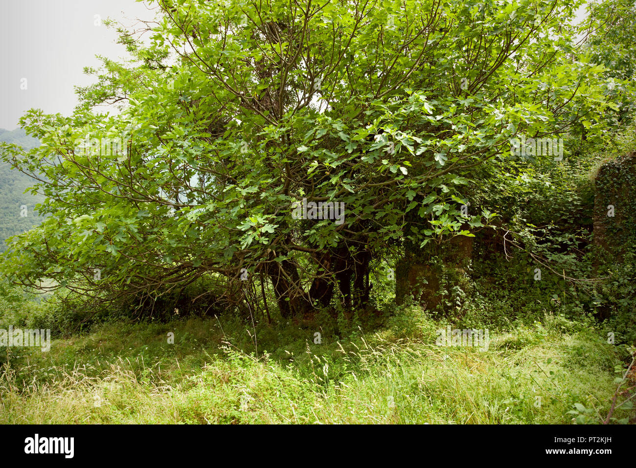 Landscape, fig tree, Tuscany, Italy Stock Photo - Alamy