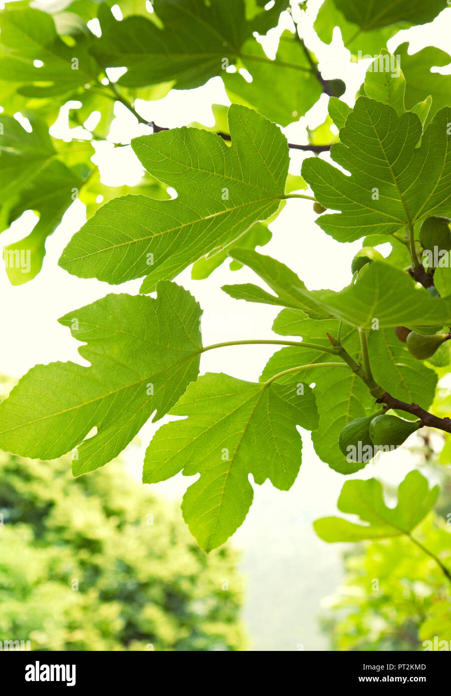 Fig tree, fruits, Tuscany, Italy Stock Photo - Alamy