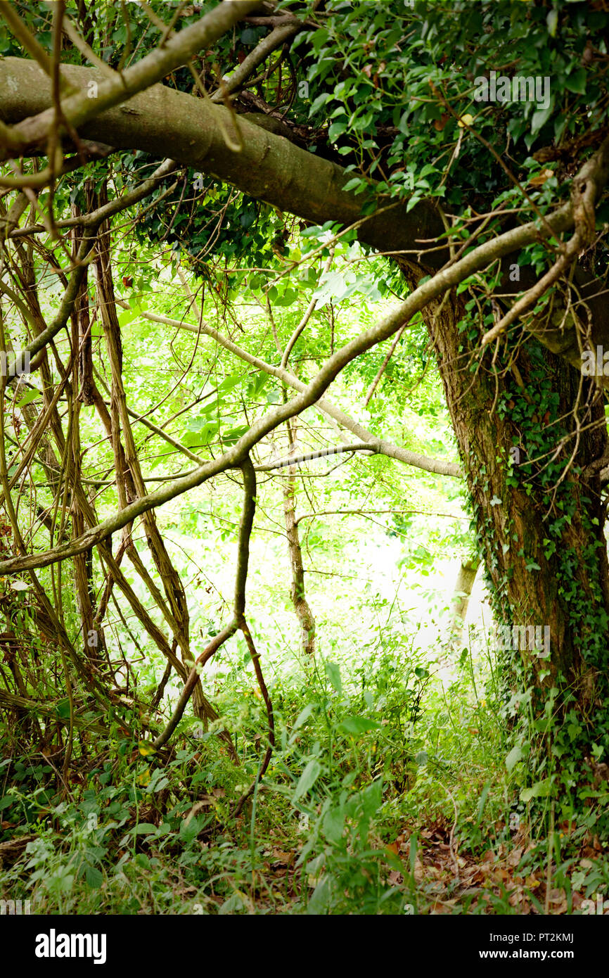 Tree, fig tree, Tuscany, Italy Stock Photo - Alamy