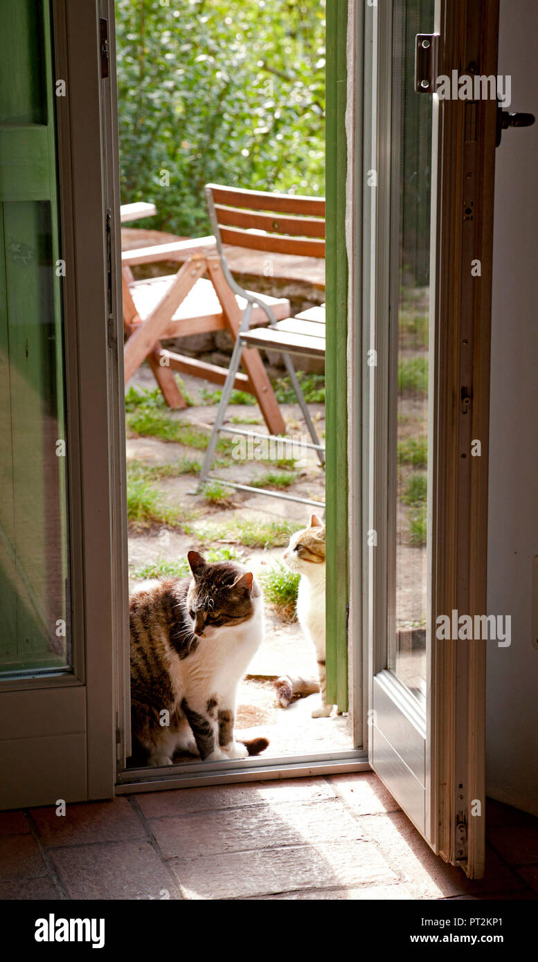 Cats, terrace, Tuscany, Italy Stock Photo - Alamy