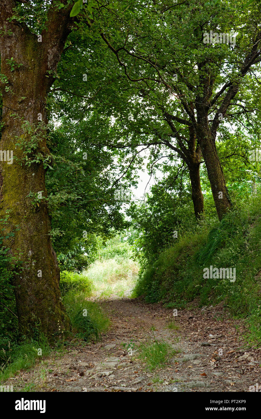 Forest, landscape, Tuscany, Italy Stock Photo - Alamy