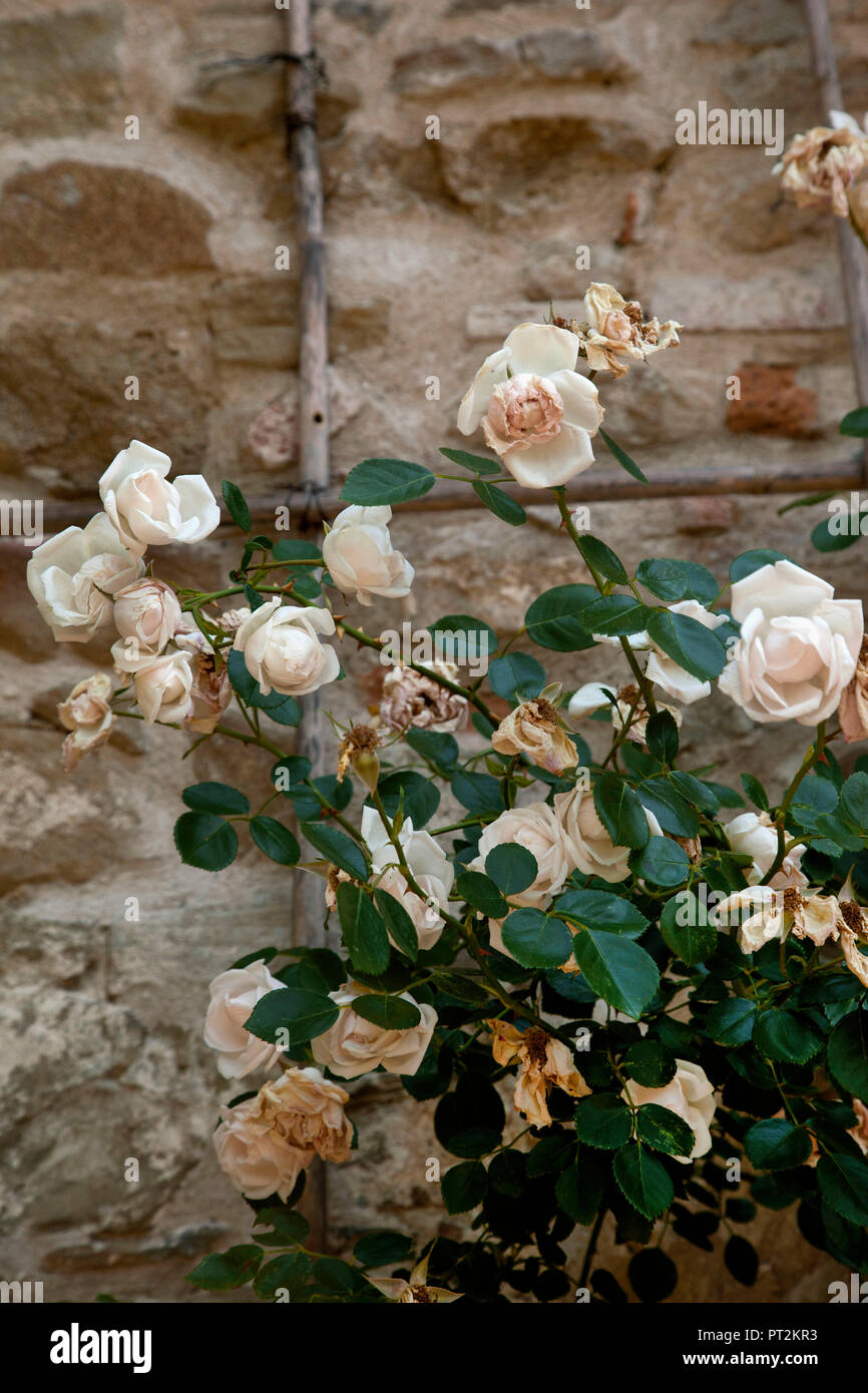 Flowers climbing wall italy hi-res stock photography and images - Alamy