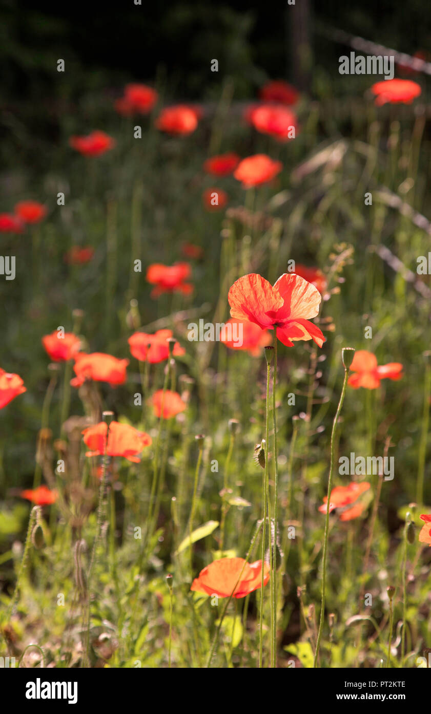 Flowers, poppies, Tuscany, Italy Stock Photo - Alamy