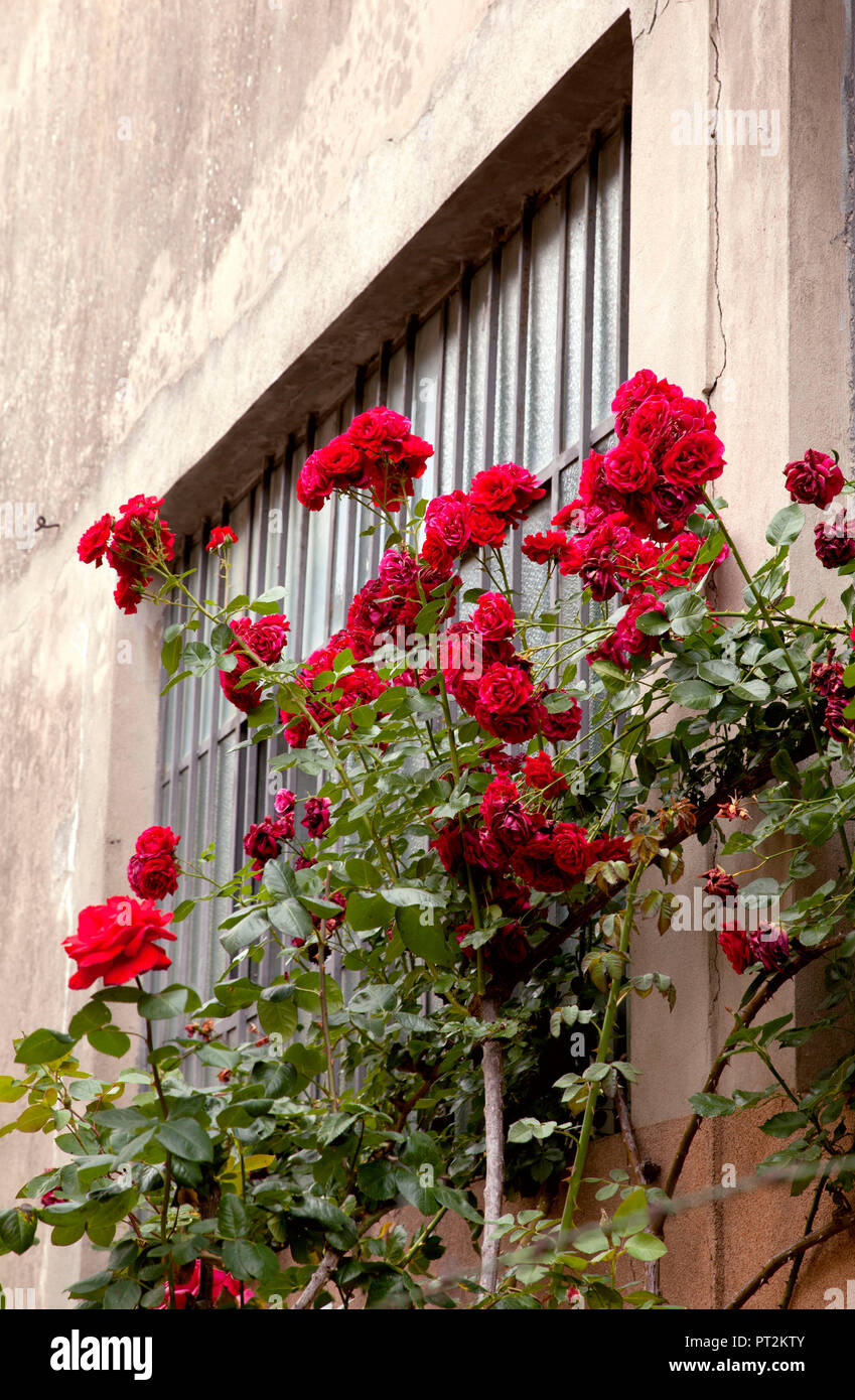 Gricigliana hi-res stock photography and images - Alamy