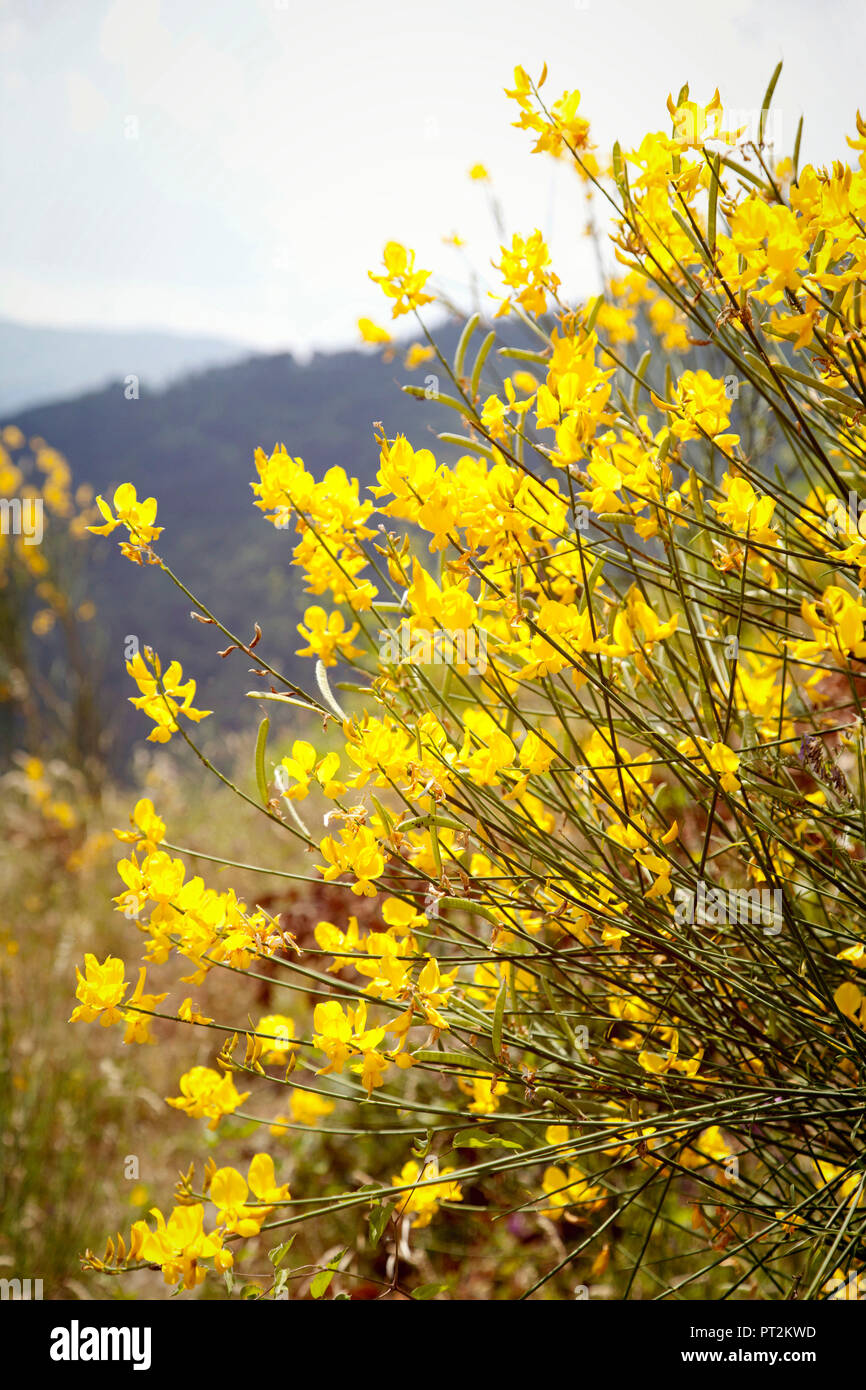 Broom, landscape, Tuscany, Italy Stock Photo - Alamy