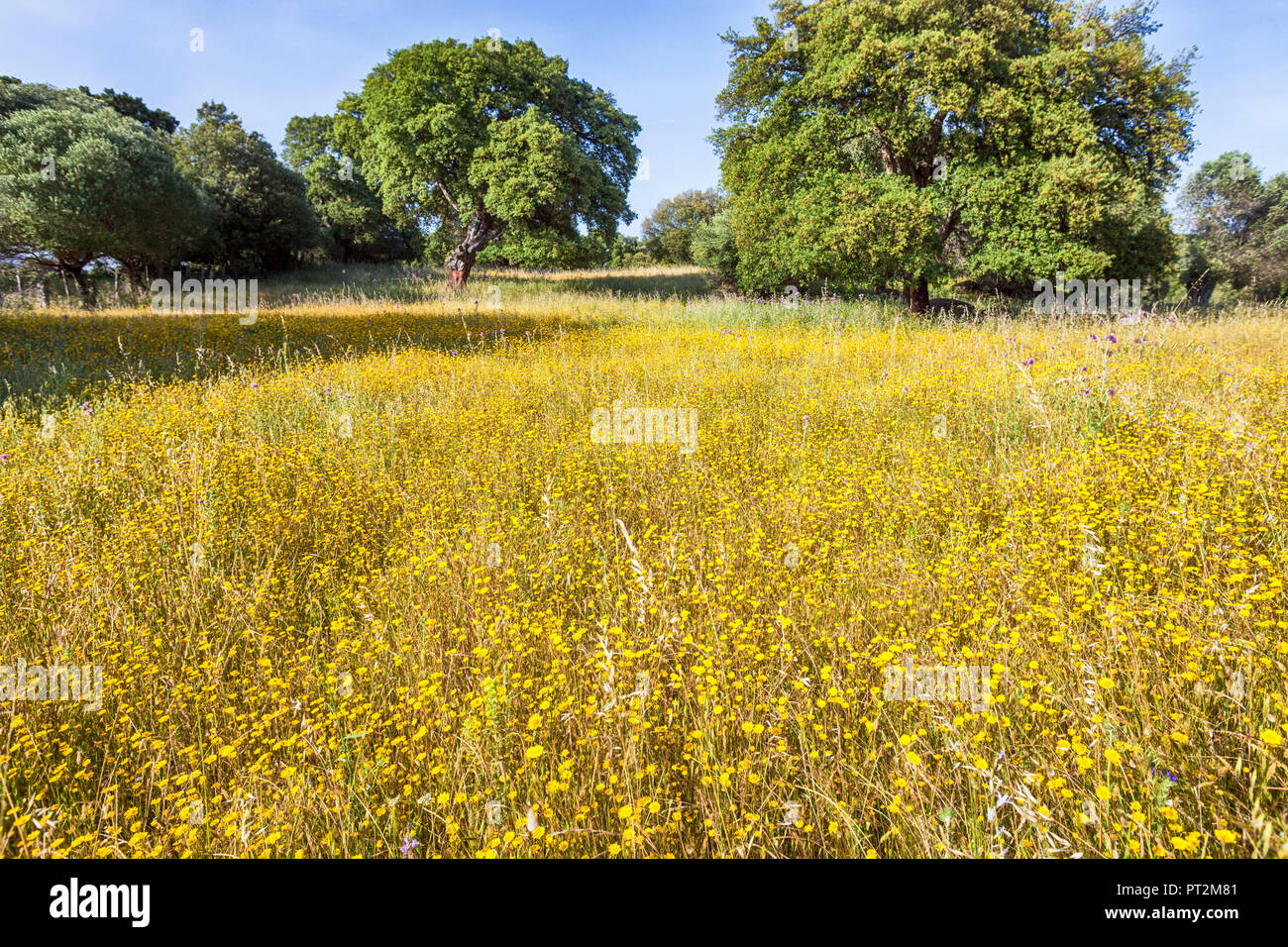 Mediterranean trees hi-res stock photography and images - Alamy