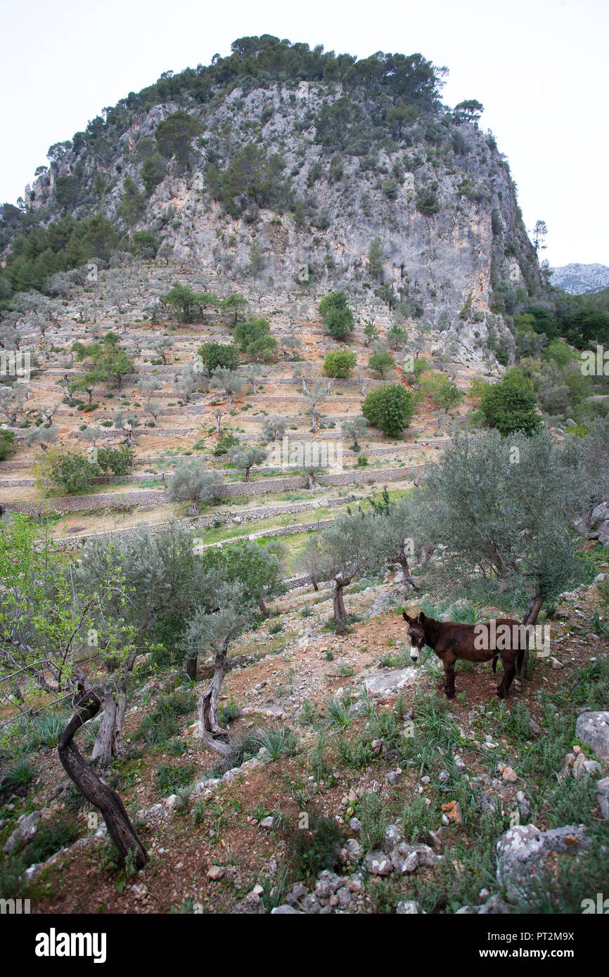 Cultivation grove groves hi-res stock photography and images - Alamy