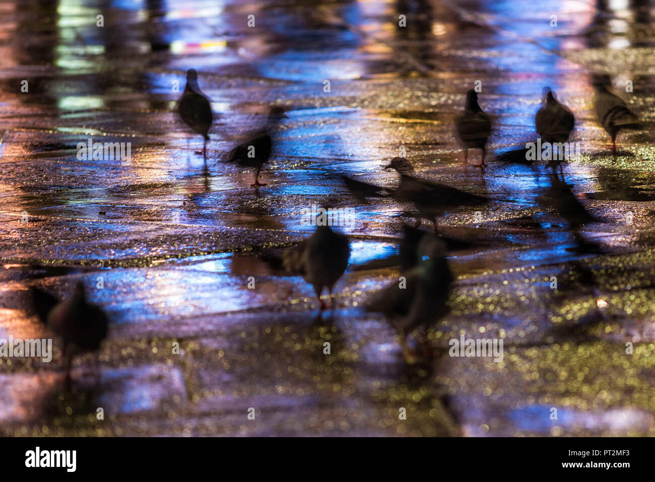 Venice pigeons hi-res stock photography and images - Alamy
