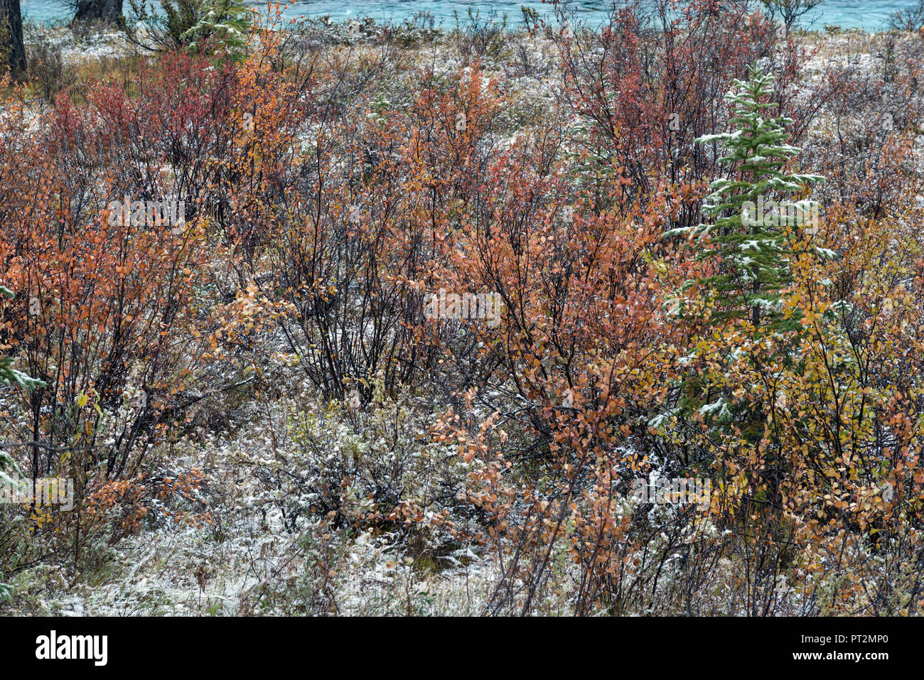 Bow river and tundra, Jasper NP, Alberta, Canada Stock Photo - Alamy