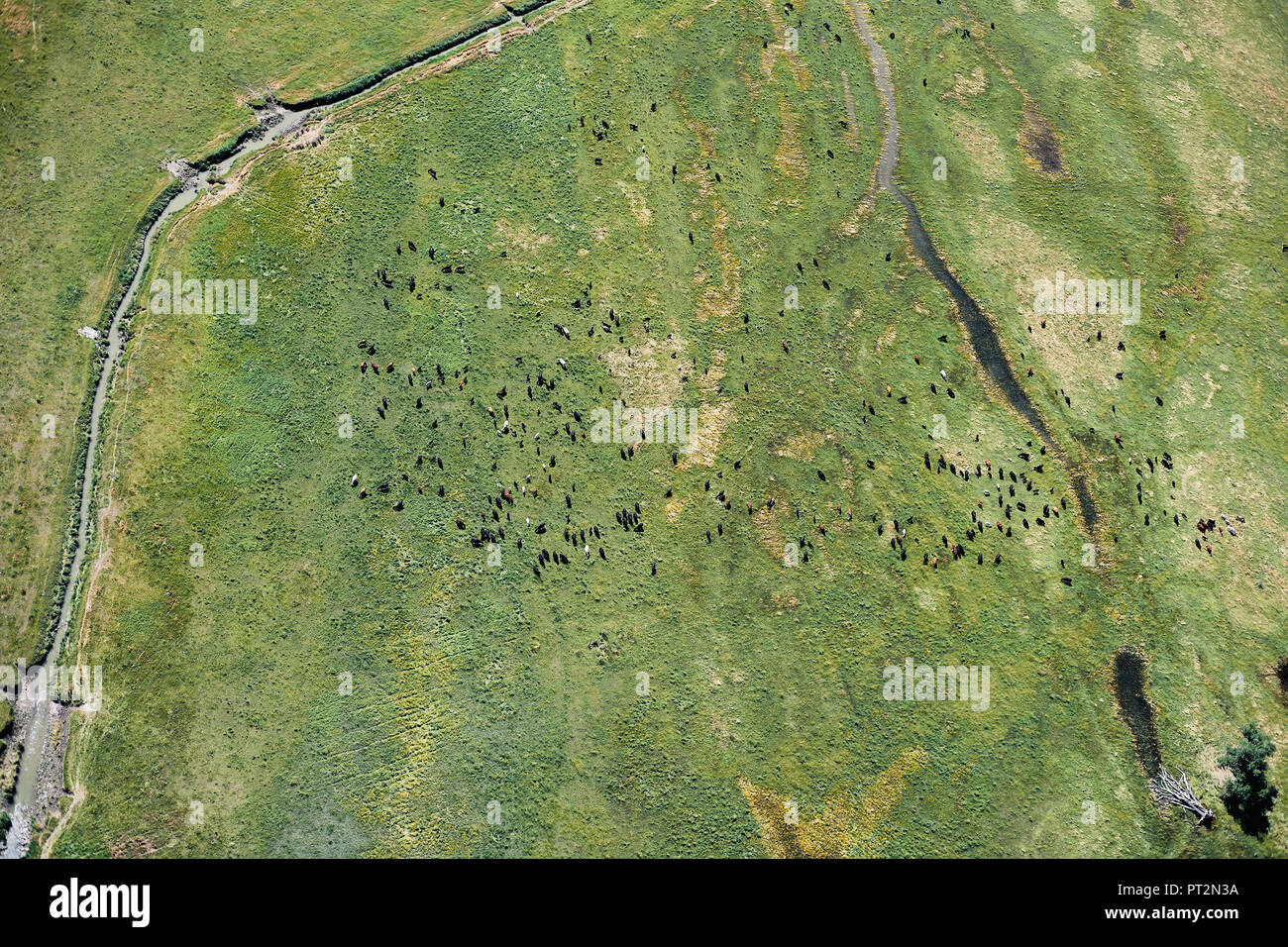 Cattle farming aerial hi-res stock photography and images - Alamy