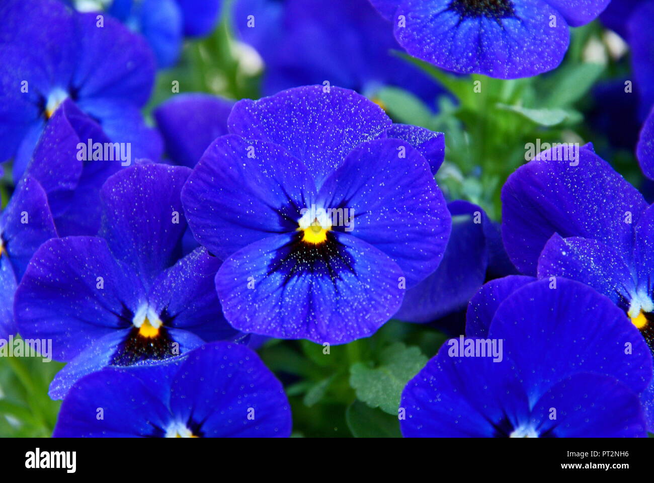 beautiful garden flowers spring in blue color fresh in the morning ...