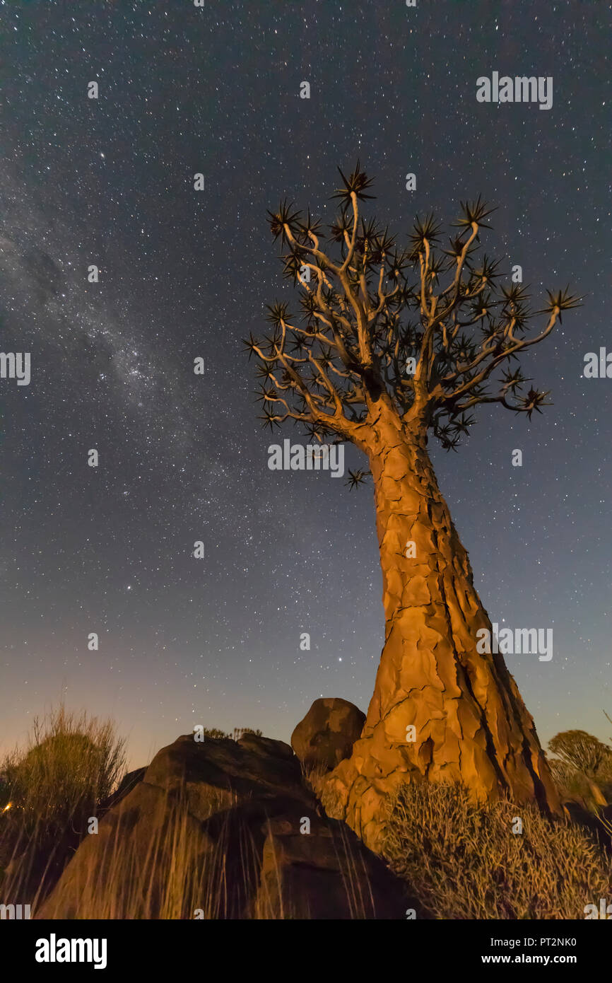 Africa, Namibia, Keetmanshoop, Quiver Tree Forest at night, milky way ...
