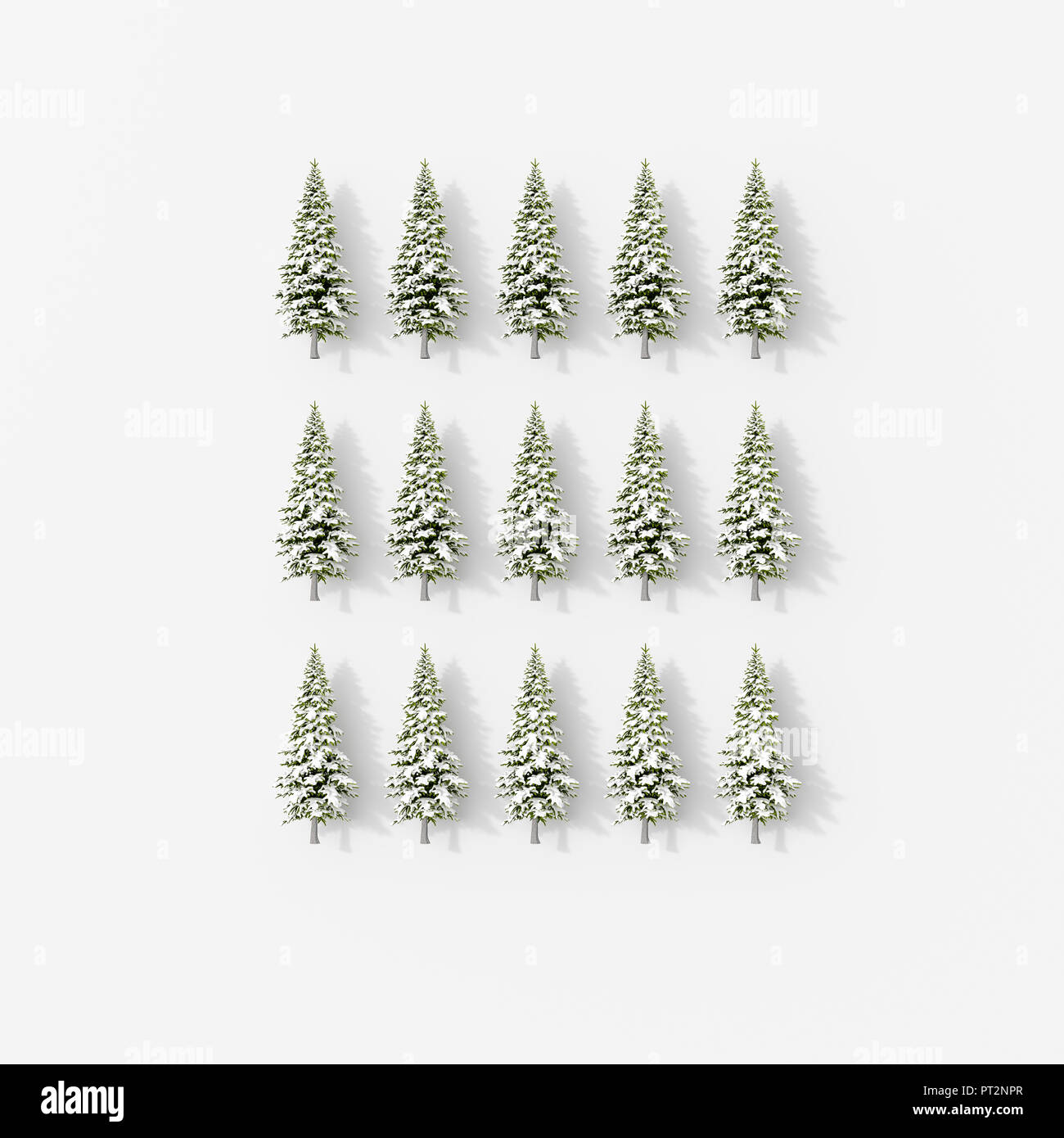 3D rendering, Rows of fir trees on white background Stock Photo - Alamy