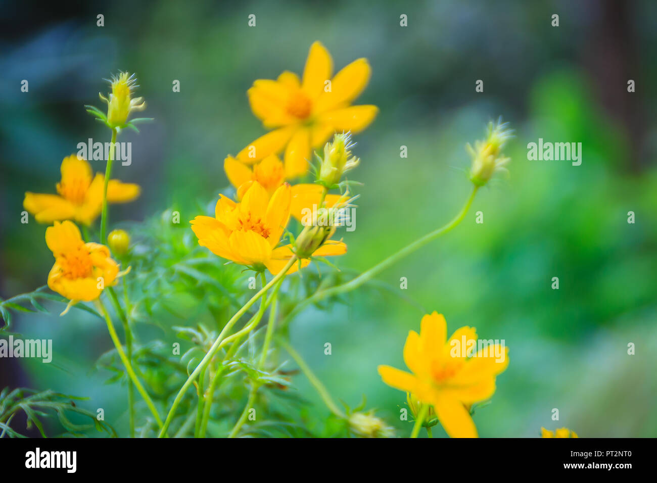 Beautiful of yellow cosmos flower in the green background. Cosmos is a ...