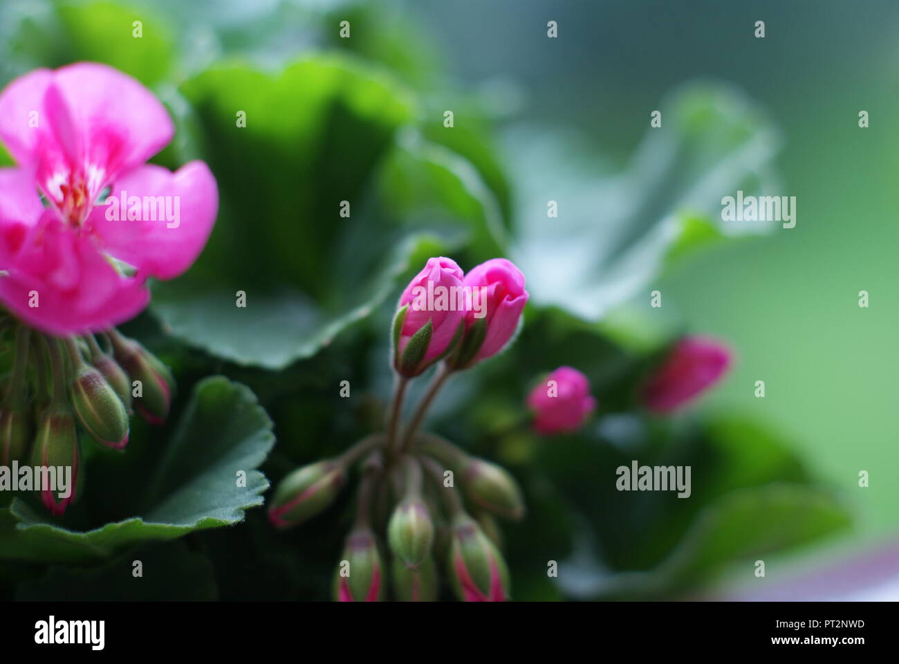 beautiful garden flowers spring in red color fresh in the morning Stock ...