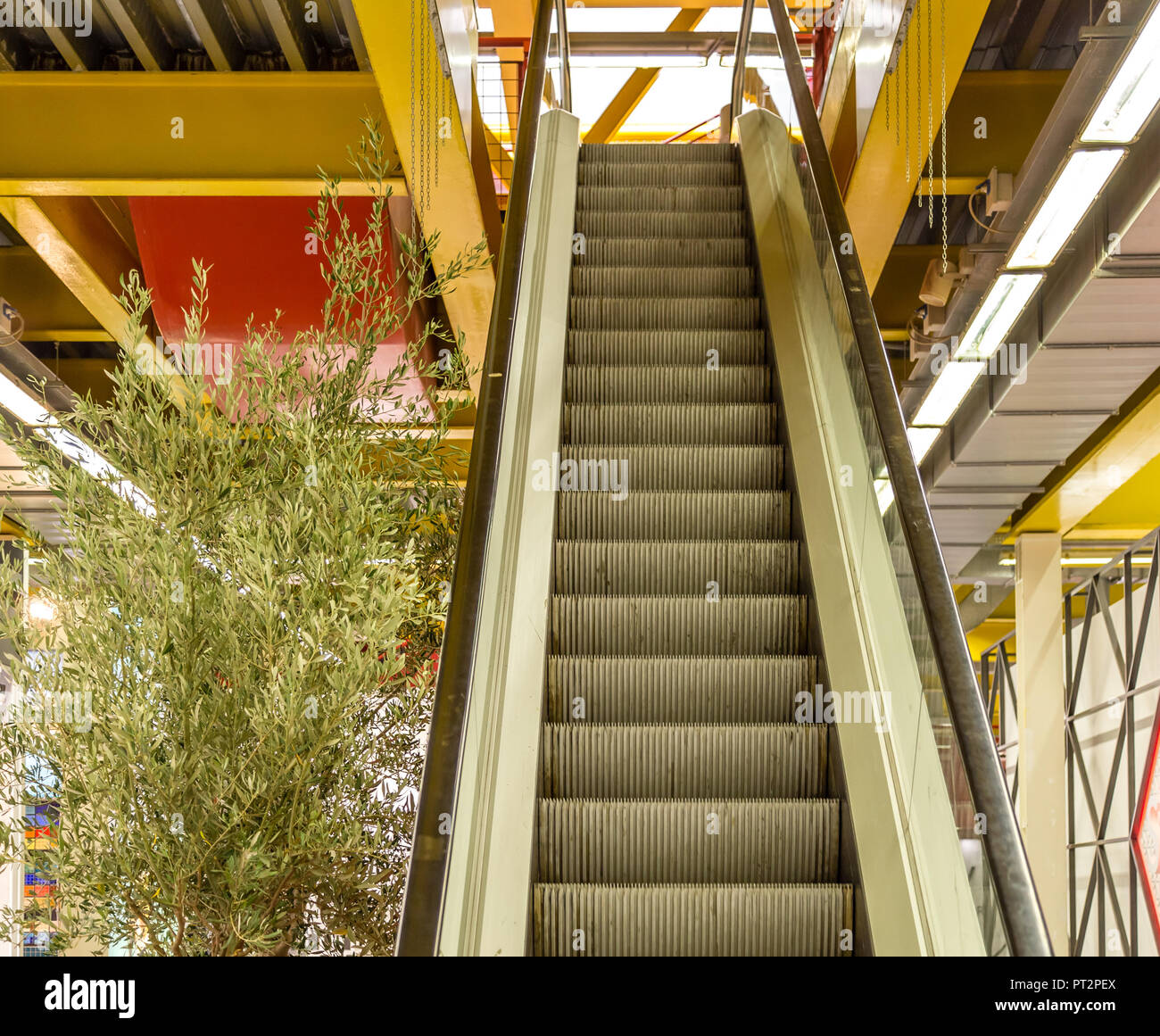 Escalator near an olive tree in exhibition building Stock Photo - Alamy
