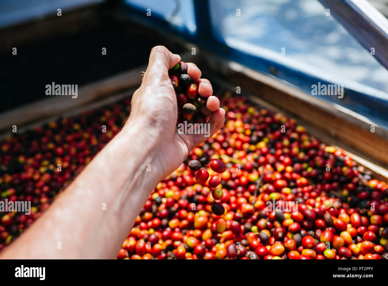 Hands holding coffee fruits hi-res stock photography and images - Alamy