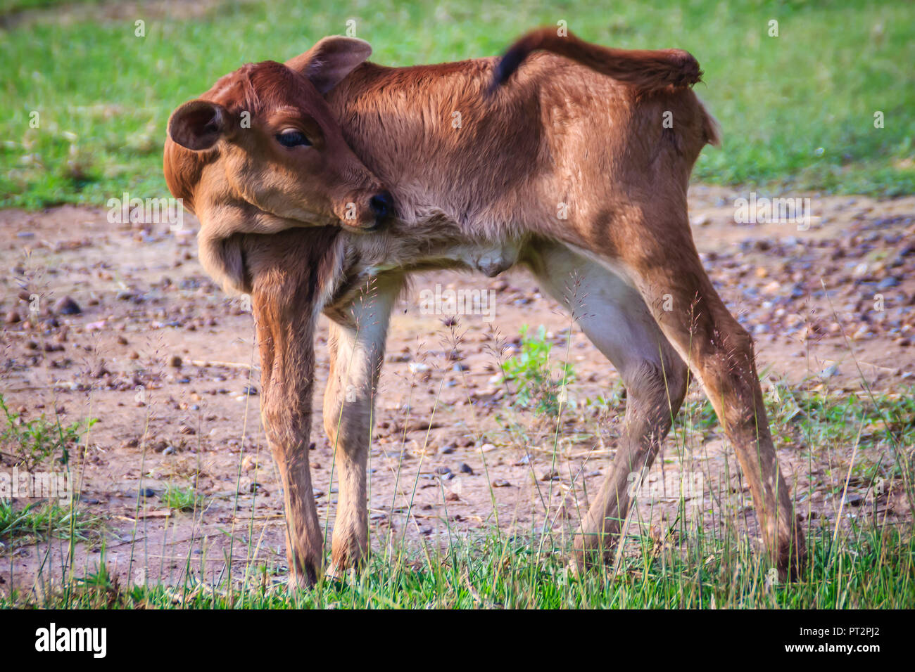 Deer Mixed With Cow
