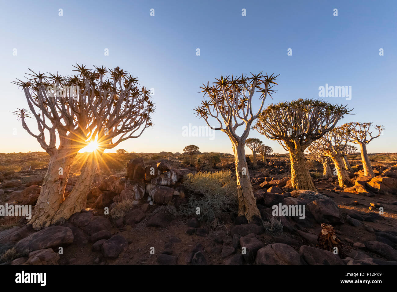 Africa sunset tree hi-res stock photography and images - Alamy