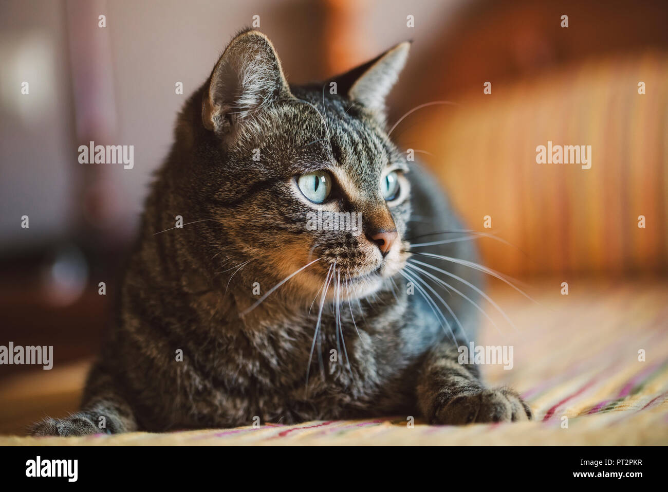 Tabby cat side view hi-res stock photography and images - Alamy